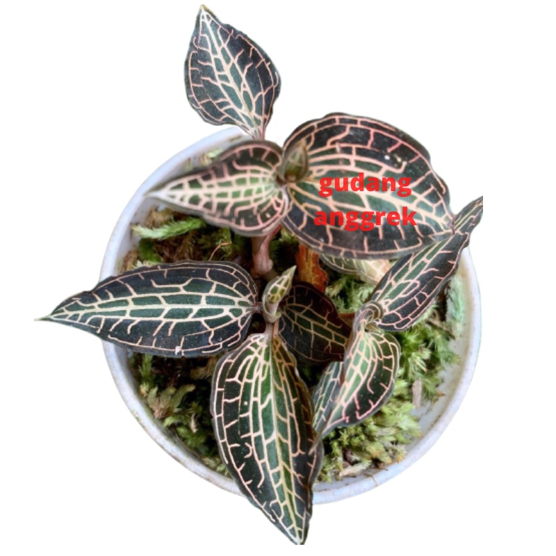 Jual anggrek mutiara goodyera tanaman mini paludarium | Shopee Indonesia