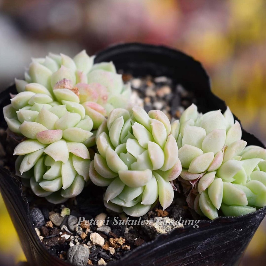 Jual Sukulen Kaktus BEBAS pilih GRATIS POT sekulen mini tanaman hias ...