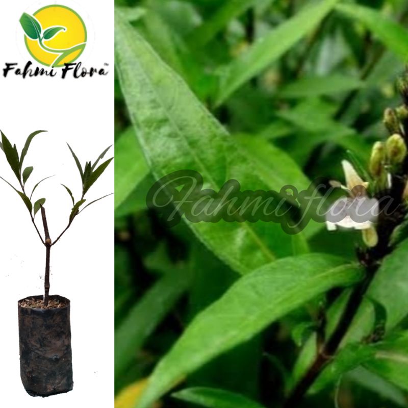 Jual tanaman GANDARUSA (Justicia gendarussa burm.f) | Shopee Indonesia