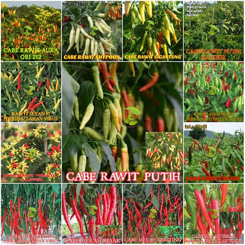 Jual Benih Cabe Benih Bibit Cabai Rawit Pedas Cabe Merah Putih Hijau ...