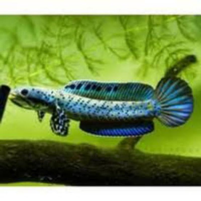 Jual ikan chana blue pulcra 4 5 6 cm gondrong | Shopee Indonesia Jual ikan chana blue pulcra 4 5 6 cm gondrong | Shopee Indonesia