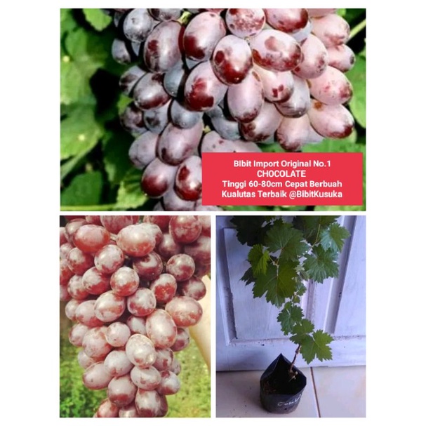 Jual Bibit Unggul No.1 Original Import ANGGUR CHOCOLATE / COKLAT Genjah ...