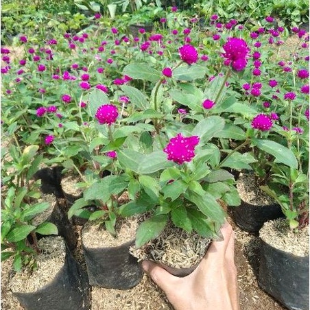 Jual Pohon Bunga Kancing Rimbun Cantik / Tanaman Hias Bunga Kenop Subur ...