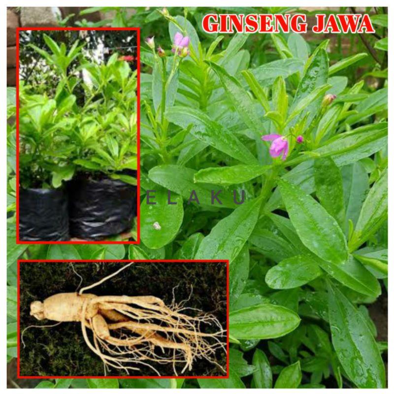 Jual Ginseng Jawa Dalam Polybag isi 3 Tanaman Di Kirim Dengan ...