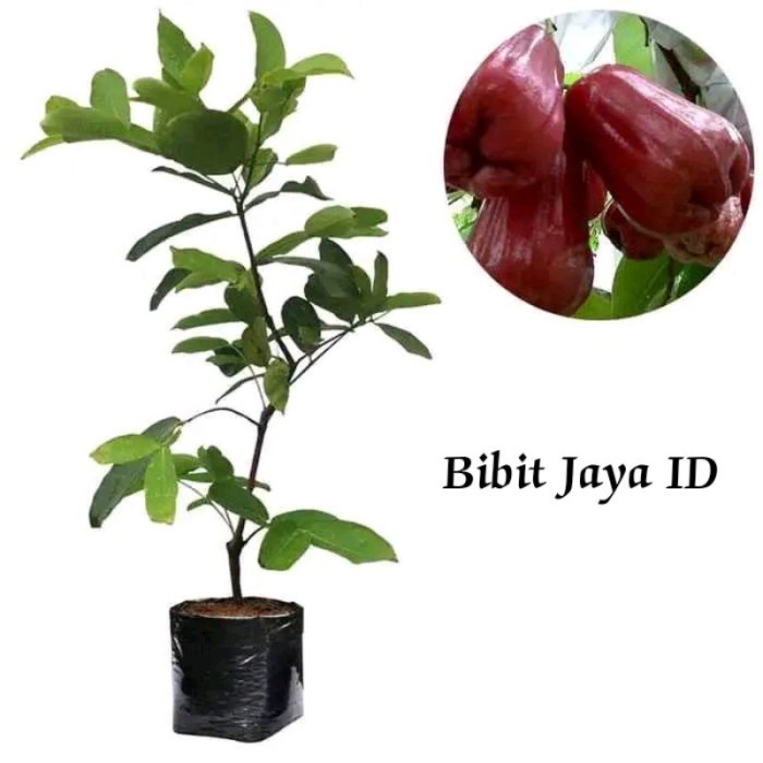 Jual Bibit Tanaman Buah Jambu Air Giant Rose Aple - Hasil Okulasi ...
