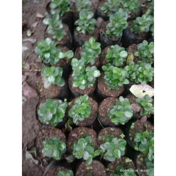 Jual dollar mangkok - dollar micro ori - bonsai beringin dollar ...