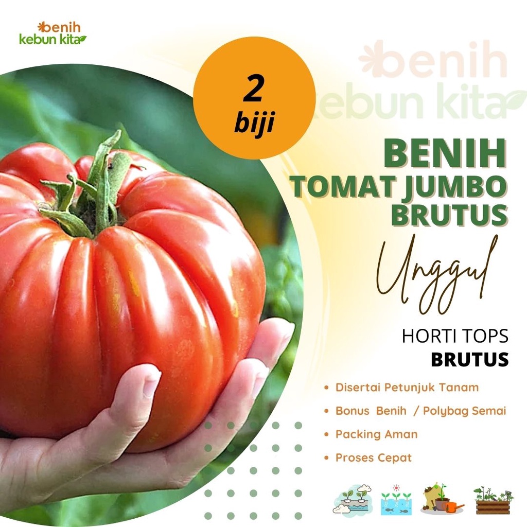Jual Benih Sayuran Tomat Raksasa Tomat Brutus Tomat Super Besar ...
