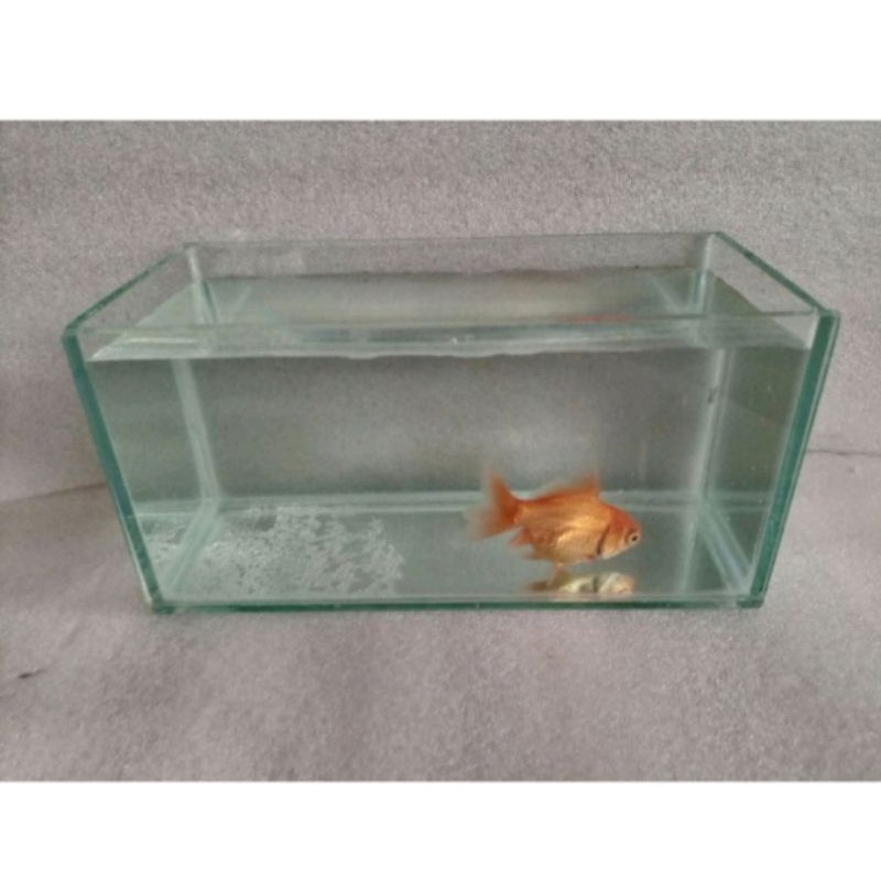 Jual Soliter Ikan Chana Aquarium Ukuran 30*15*15 Tebal Peking | Shopee ...