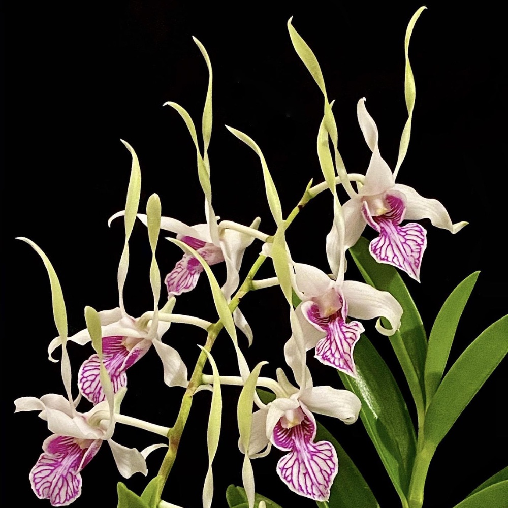 Jual Anggrek Dendrobium Stratiotes Species | Shopee Indonesia