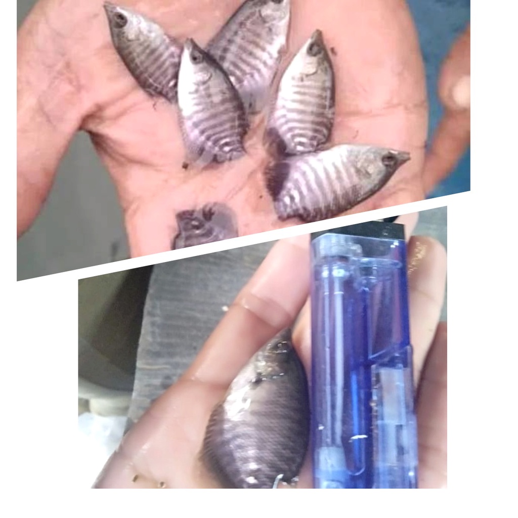 Jual paket isi 5 ekor gurame soang ukuran korek gas | Shopee Indonesia