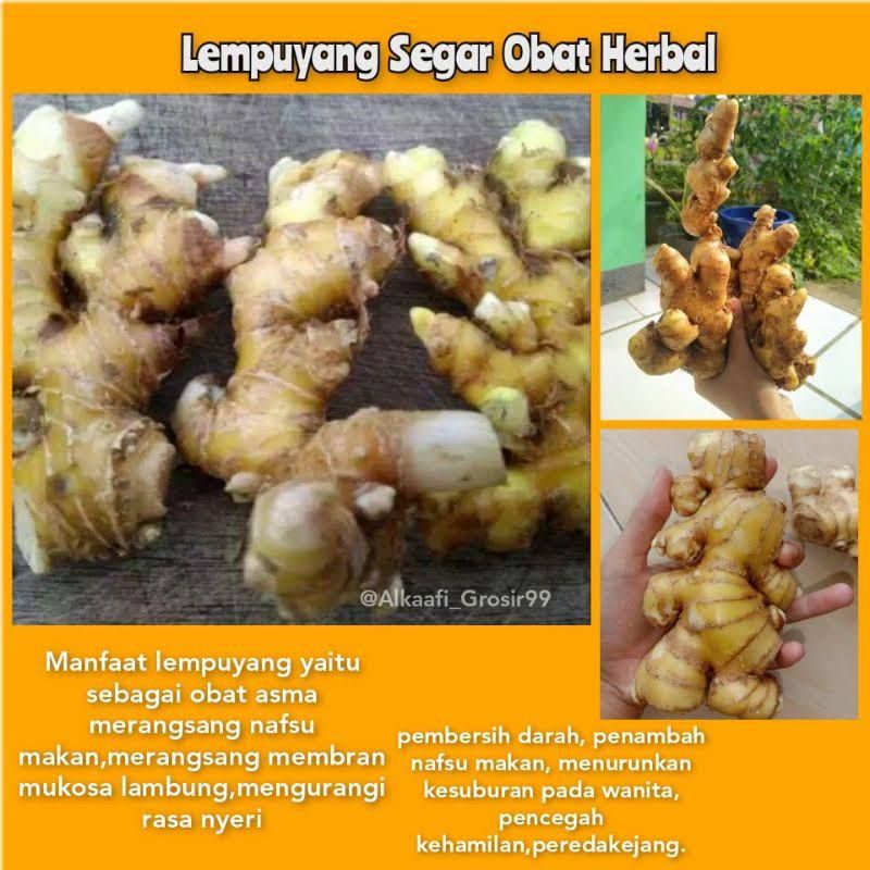 Jual Lempuyang puyang segar 1 kg (Zingiber zerumbet) | Shopee Indonesia