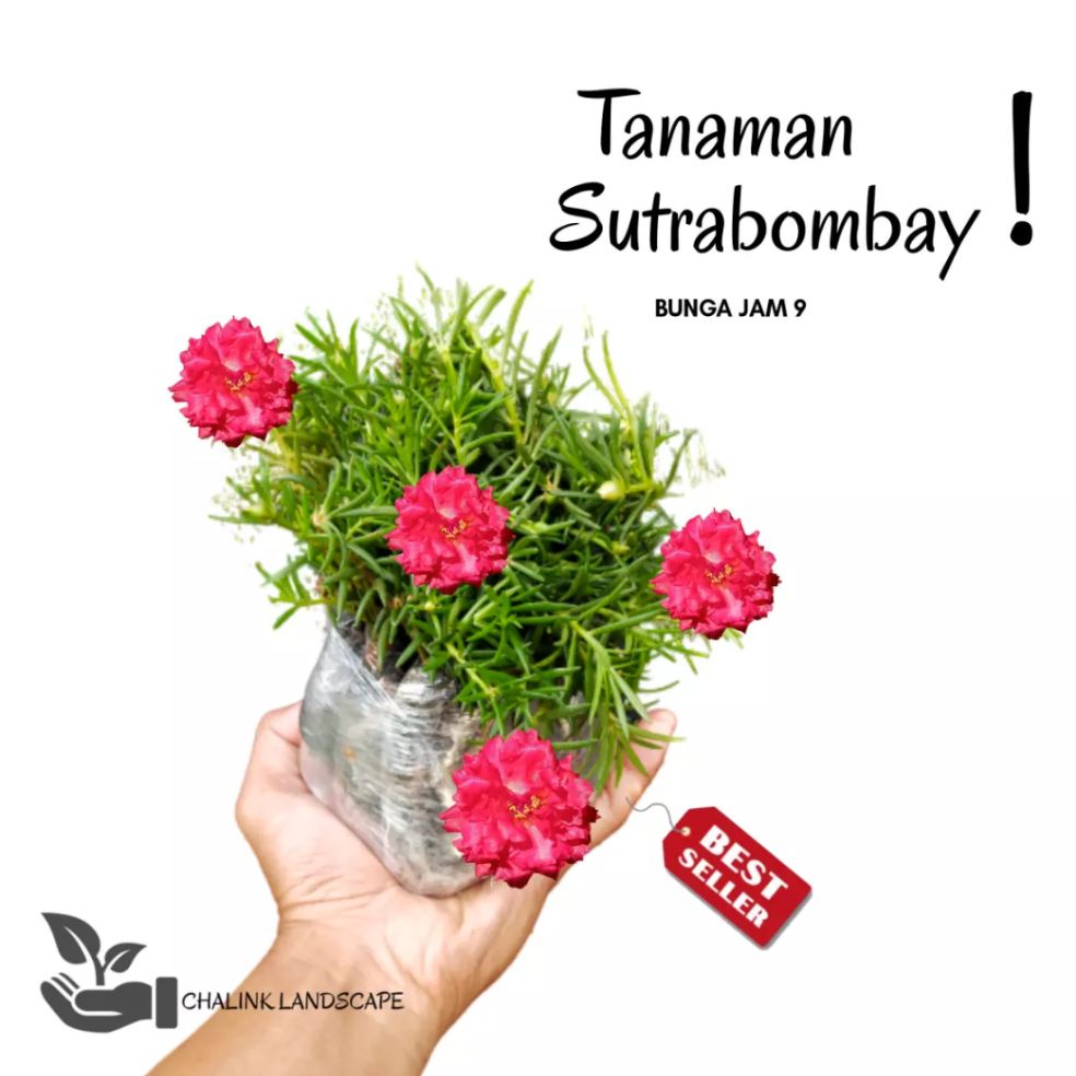Jual Tanaman bunga sutra bombay merah / tanaman bunga sutrabombay ...