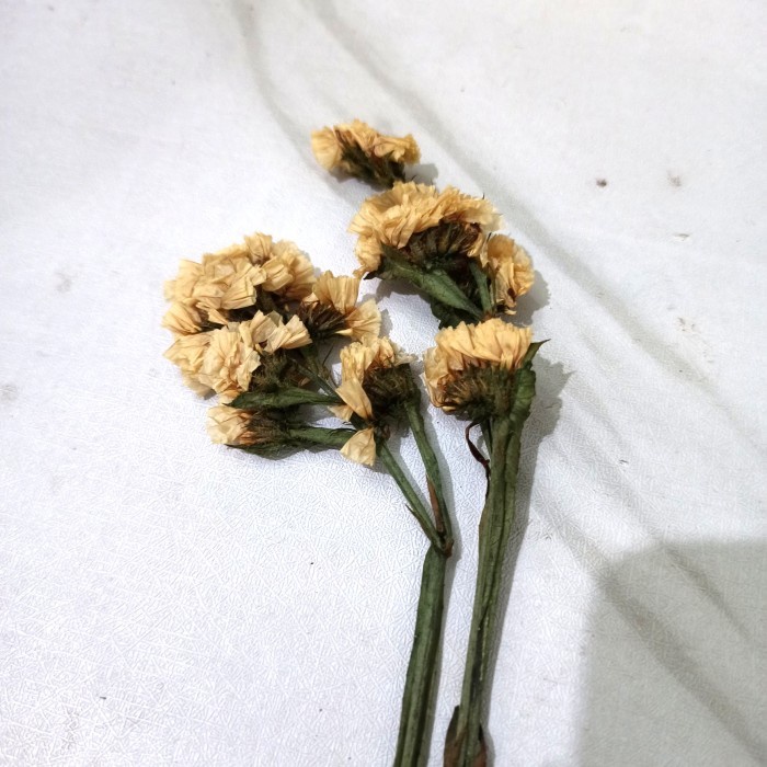 Jual BUNGA KERING ASLI Forget Me Not Real Dry Dried Flower Resin Art ...
