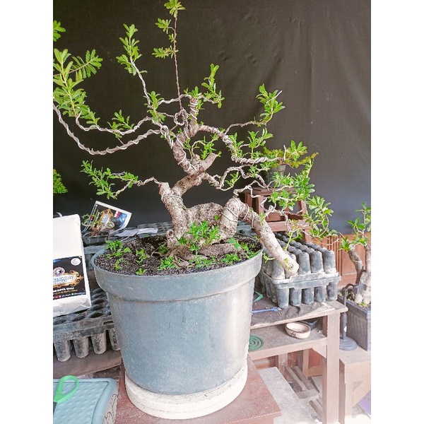 Jual santigi progaman meliuk | Shopee Indonesia