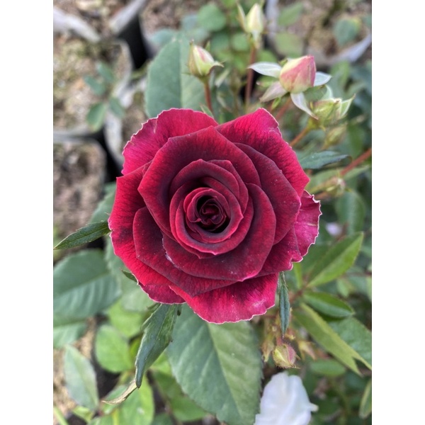 Jual mawar merah abra (mawar tanpa duri) | Shopee Indonesia