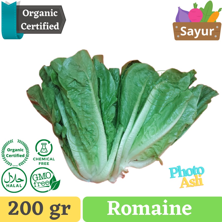 Jual Romaine Lettuce | Sayur Romaine | Selada Salad | Shopee Indonesia