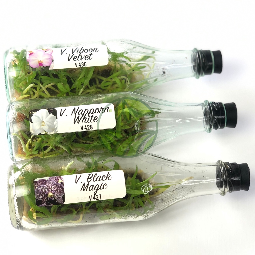 Jual Benih Bunga Anggrek Botolan Siap Tanam Sundul Botol | Shopee Indonesia