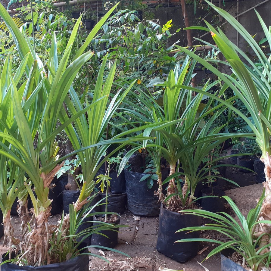 Jual Tanaman pandan wangi besar sudah tumbuh untuk pewangi bahan pangan ...