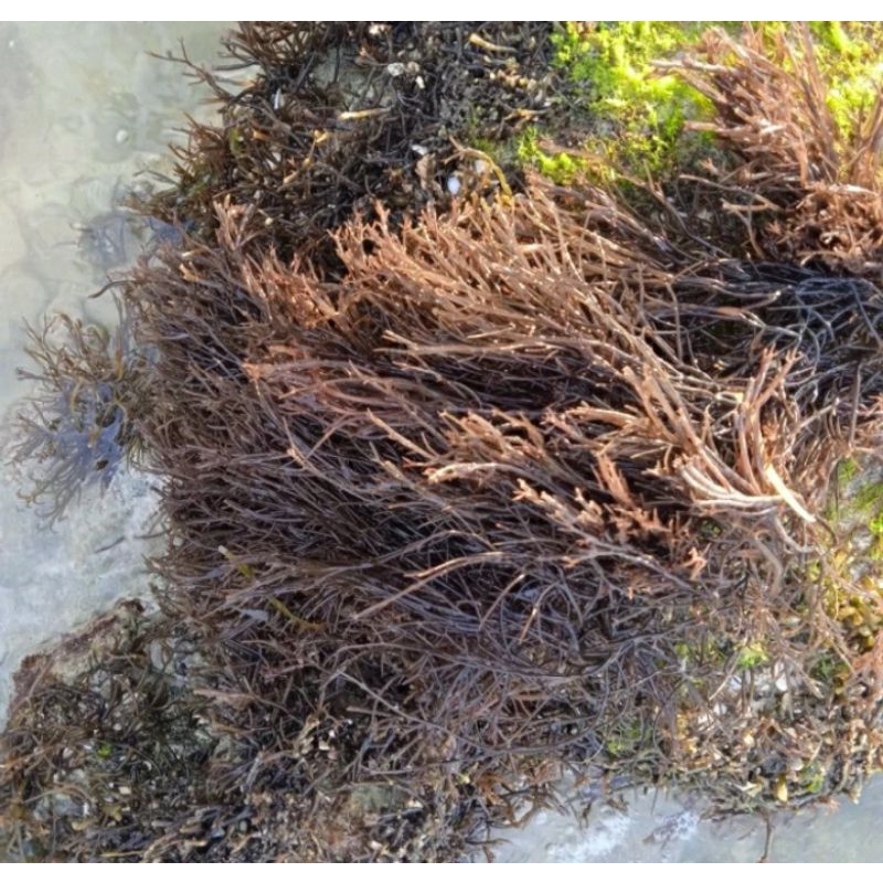 Jual rumput laut merah herbal jerawat muka rumput laut segar frees ...