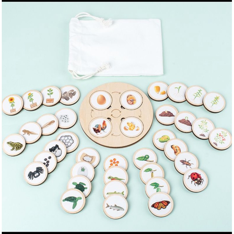Jual Montessori Life Cycle / DIY Wooden Toys / Mainan Edukasi Siklus ...