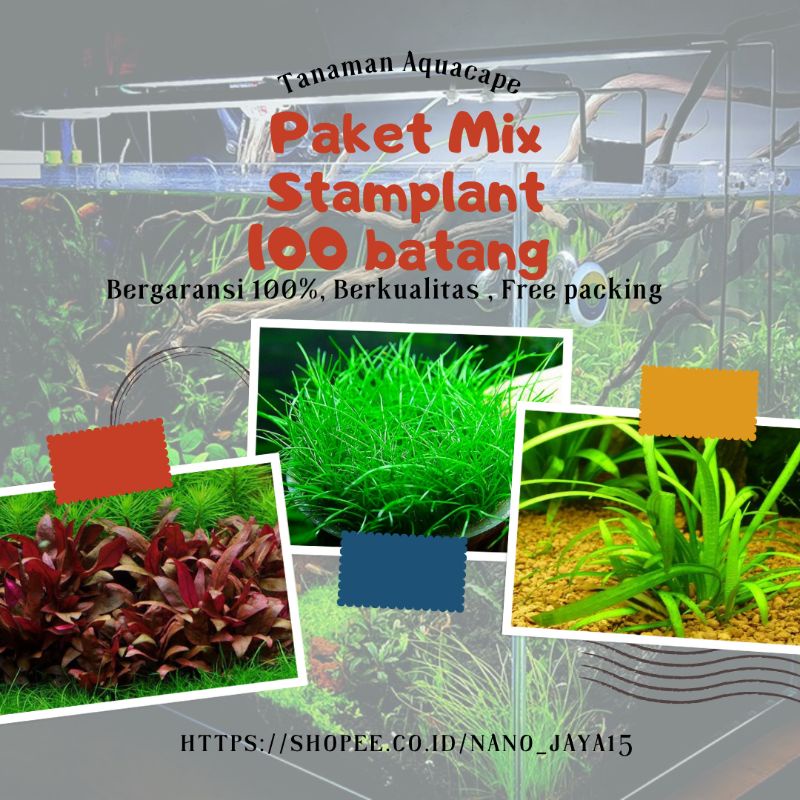 Jual Paket tanaman aquascape 100 batang mix (paket tanaman aquascape ... Jual Paket tanaman aquascape 100 batang mix (paket tanaman aquascape ...