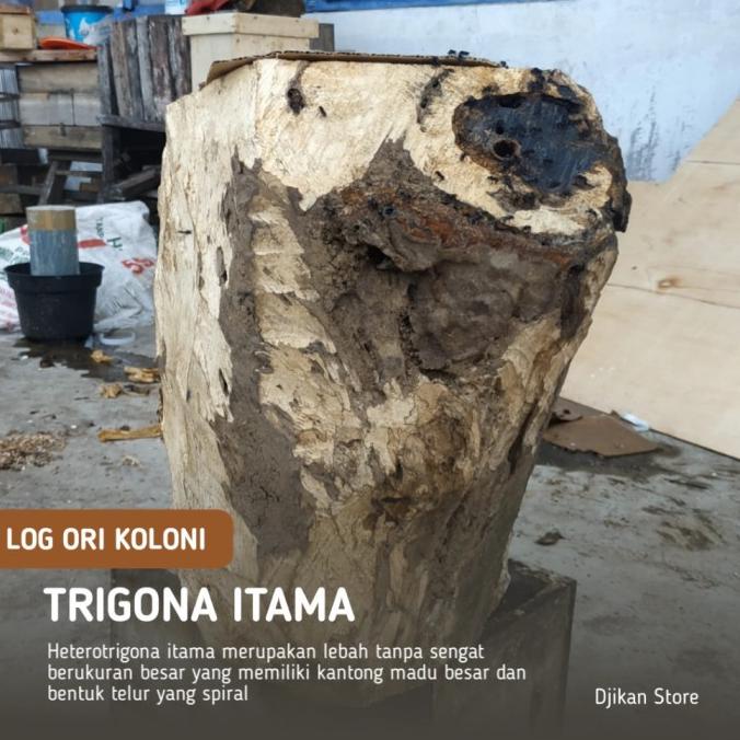 Jual Promo Trigona Itama Dalam Log Kayu / Kelulut Itama / Klanceng Itama | Shopee Indonesia