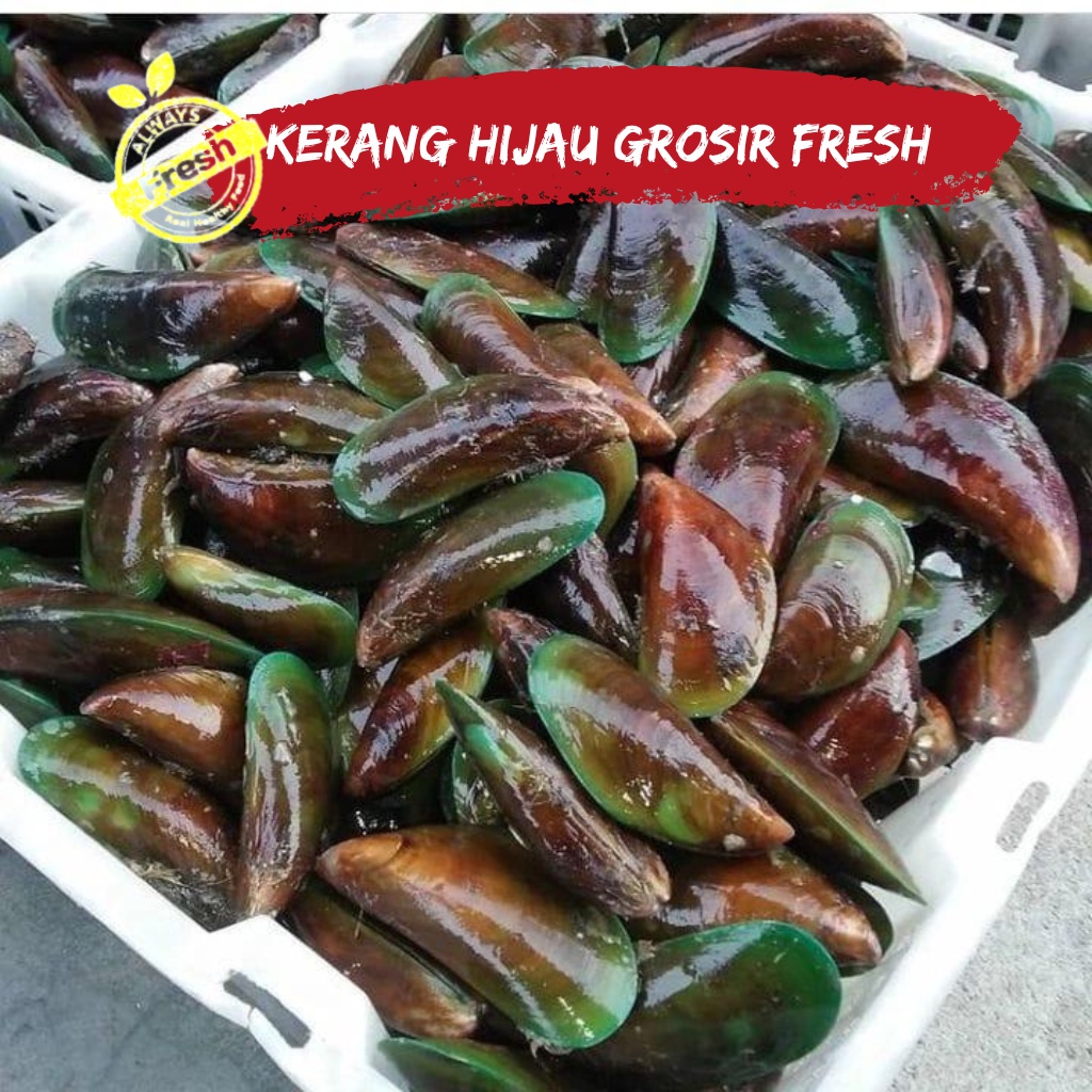 Jual Kerang Hijau ijo Segar Fresh Grosir Murah | Shopee Indonesia