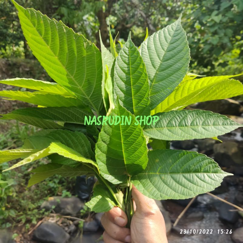Jual DAUN SULANGKAR 1KG SEGAR | DAUN GIRANG GIRANG LANGSUNG PETIK ...