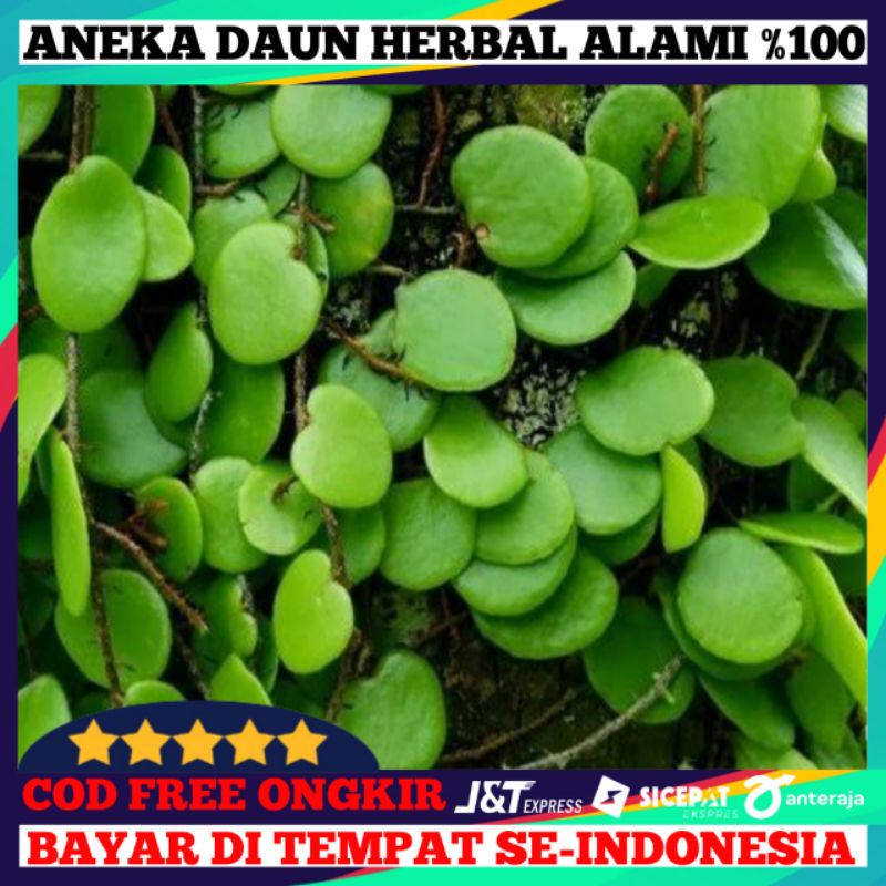 Jual Daun Sisik Naga Picisan Segar/100Grm | Shopee Indonesia