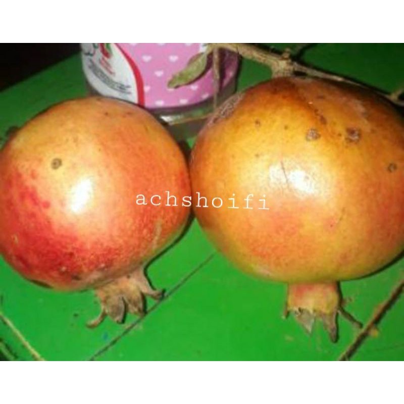 Jual buah delima merah lokal 1kg | Shopee Indonesia