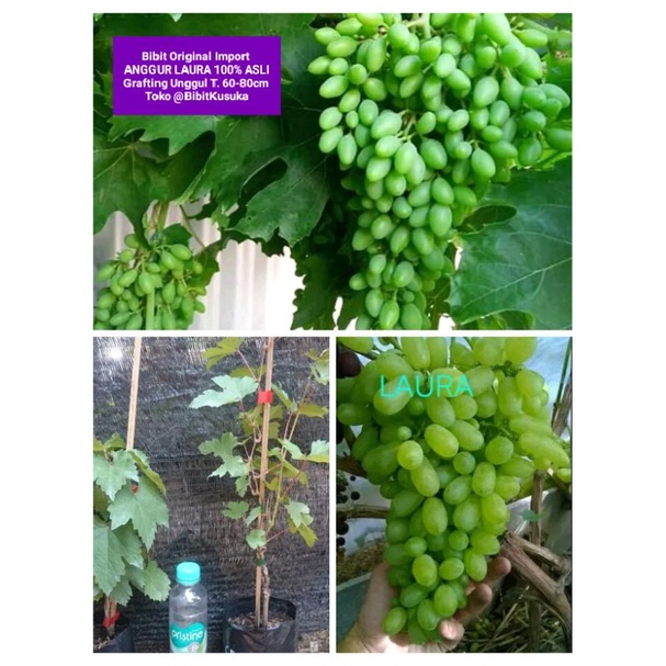 Jual Bibit Unggul Kualitas No.1 ANGGUR LAURA IMPORT Unggul Cepat ...
