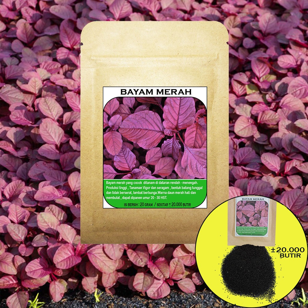 Jual Benih Bayam Merah isi 20 gram (20.000 butir) | Shopee Indonesia