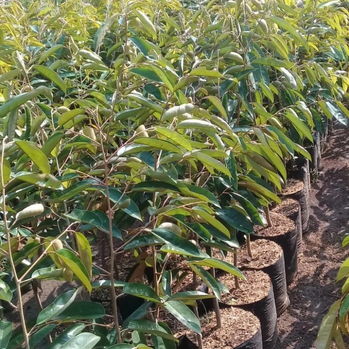 Jual Flash Bibit durian super tembaga asli bangka belitung "o: | Shopee Indonesia