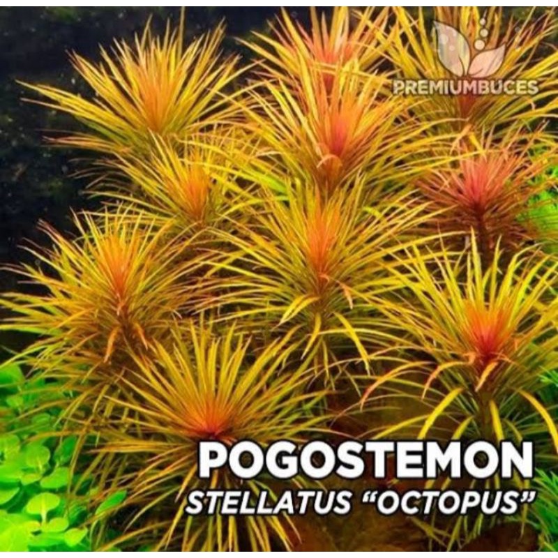Jual octopus pogostemon stelatus tanaman aquascape plant | Shopee Indonesia