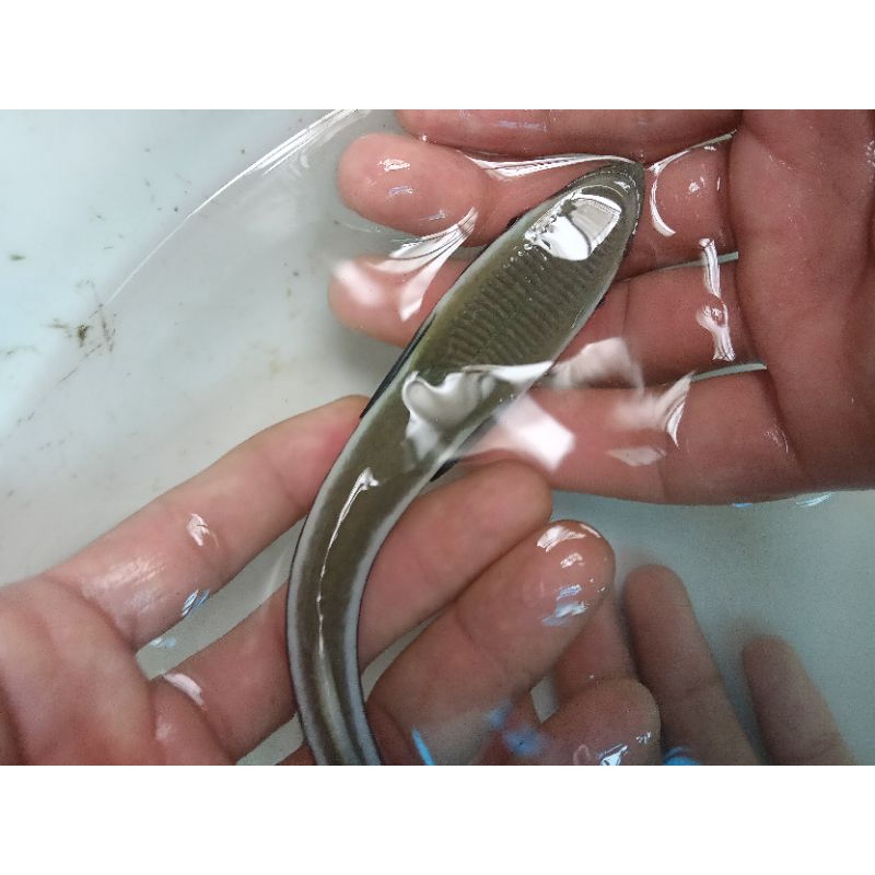 Jual Hiu Remora | Shopee Indonesia