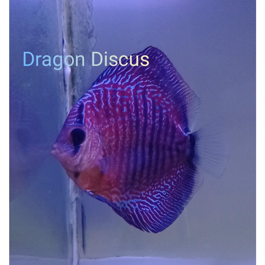 Jual Discus Leopard Snake Skin LSS 3,5 inch | Shopee Indonesia