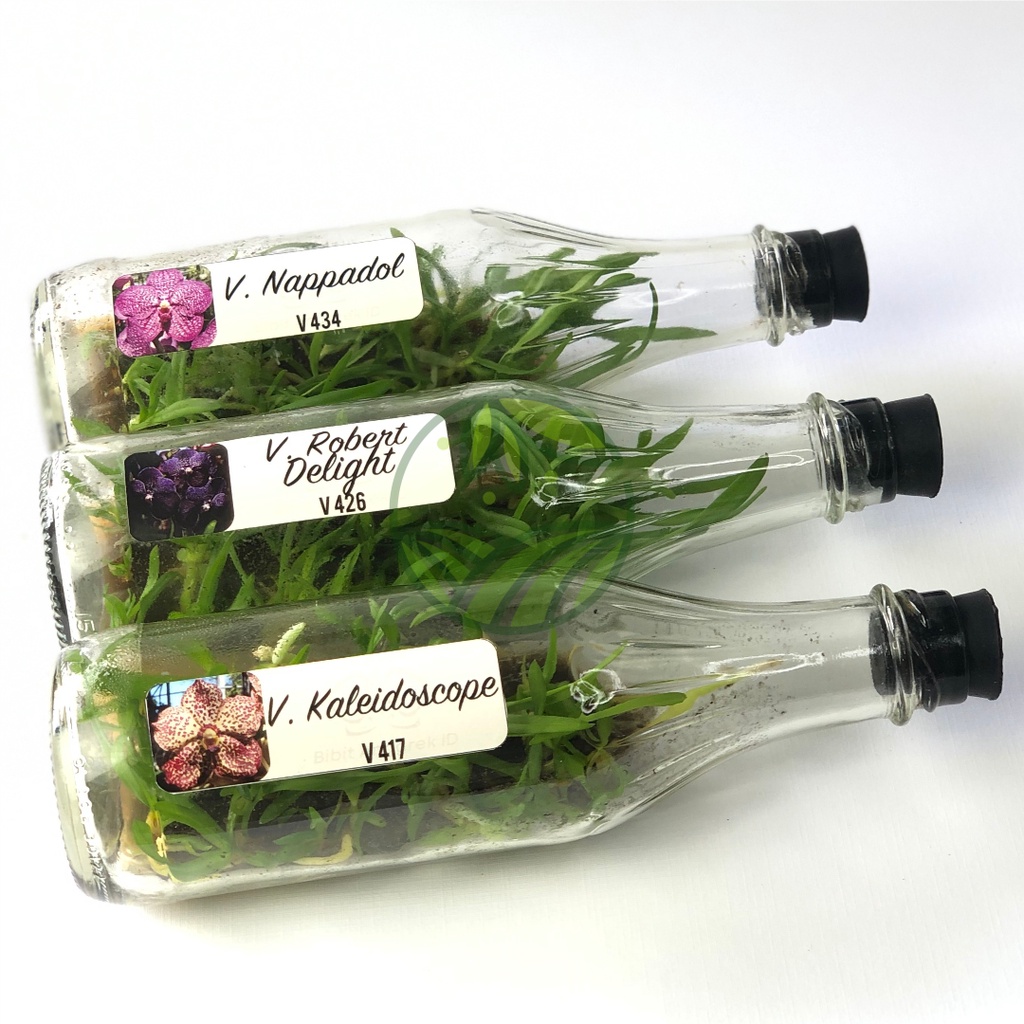 Jual Anggrek Vanda Botolan Bibit Anggrek Vanda Benih Bunga Hias Anggrek ...