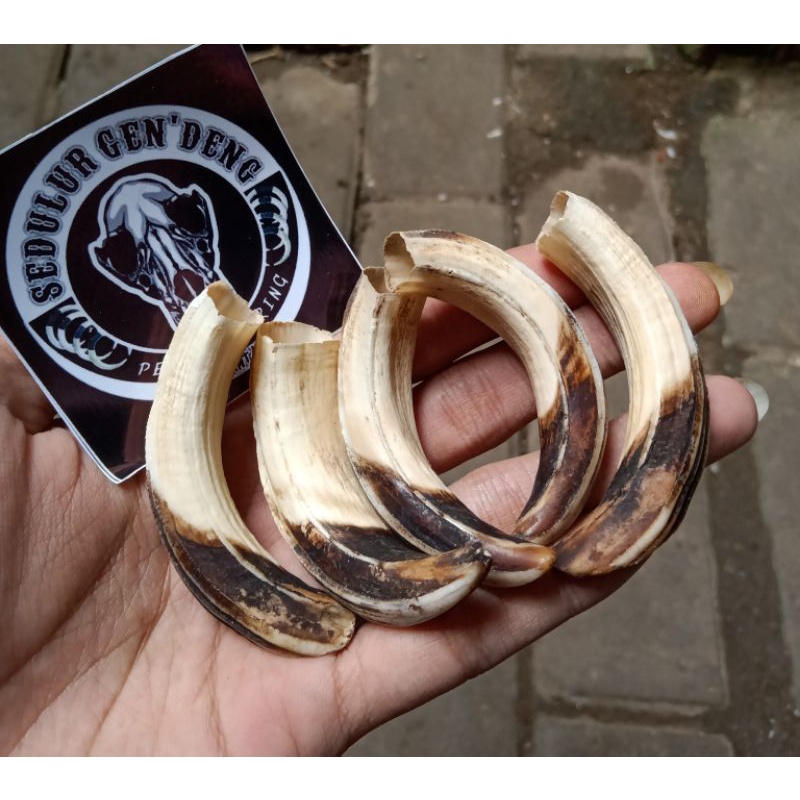 Jual TARING BABI HUTAN ASLI 100% TARBI ATAS | Shopee Indonesia
