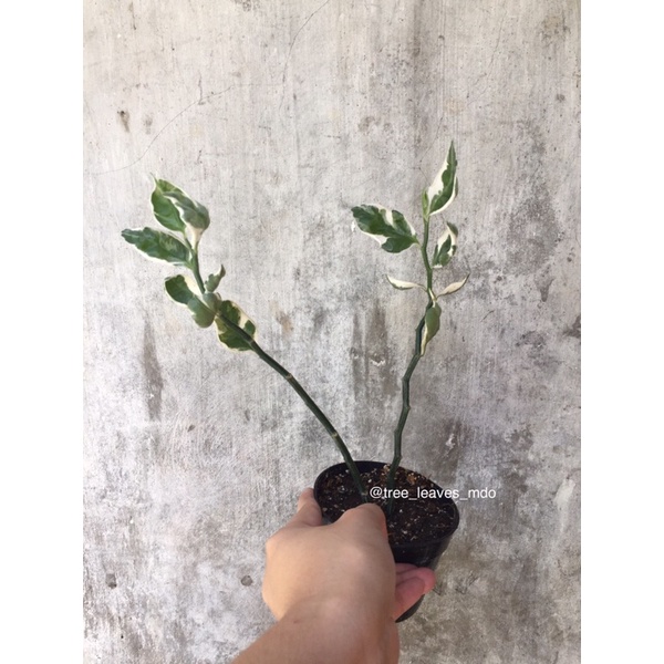 Jual bunga cantik manis | Shopee Indonesia