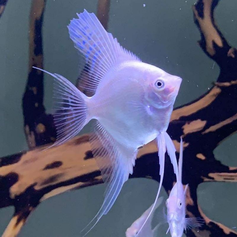 Jual MANFISH PLATINUM SLAYER TERMURAH | Shopee Indonesia