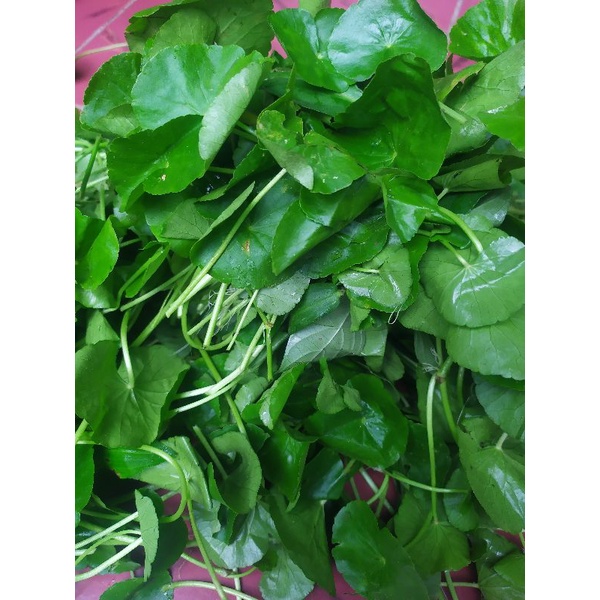 Jual daun antanan pegagan Tampa akar pohon antana daun antana pegagan ...
