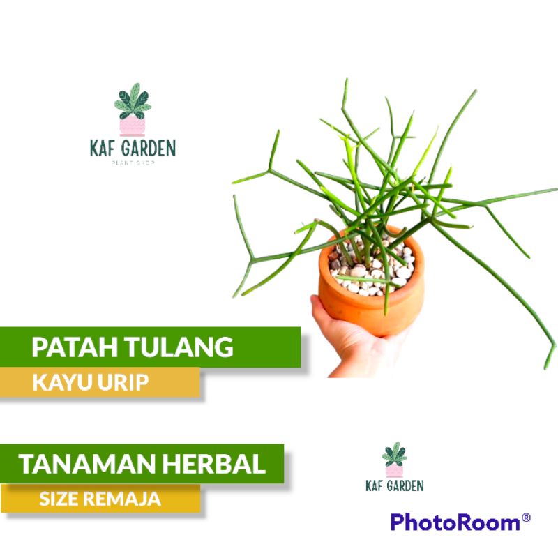 Jual patah tulang tanaman herbal kayu urip tanaman hias Ephorbia ...