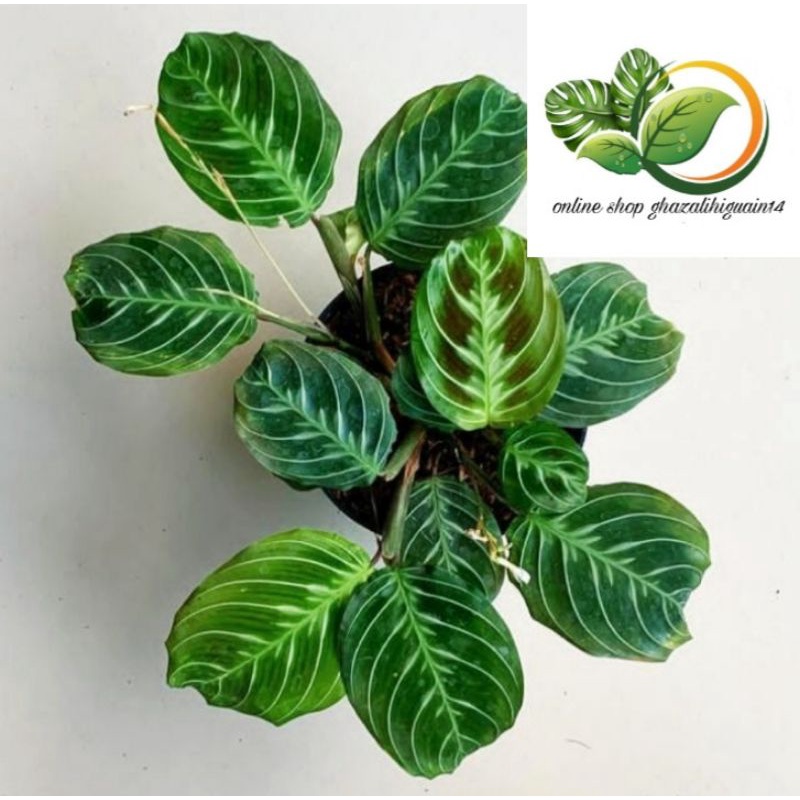 Jual Tanaman Hias Calathea Beauty Star - Crimson - Calathea Corona ... Jual Tanaman Hias Calathea Beauty Star - Crimson - Calathea Corona ...