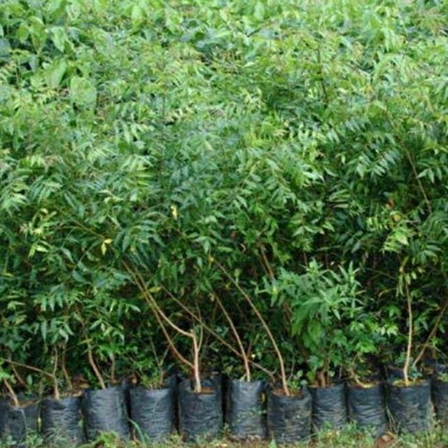 Jual Bibit Tanaman Paket 10 Bibit pohon Mimba (Intaran) | Shopee Indonesia