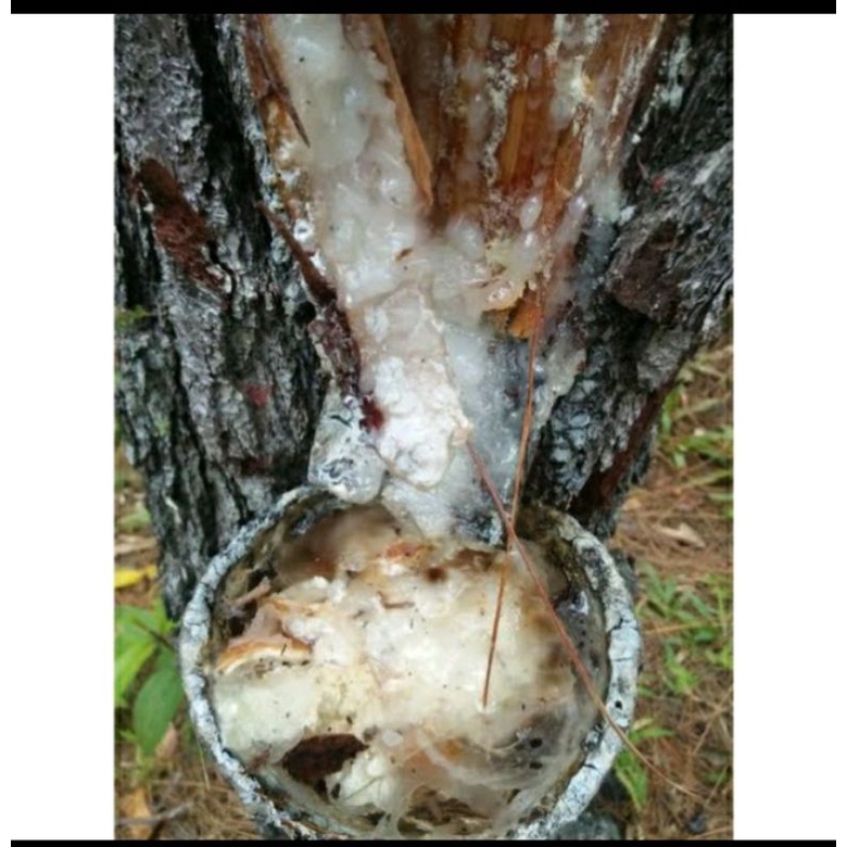 Jual GETAH PINUS | Shopee Indonesia