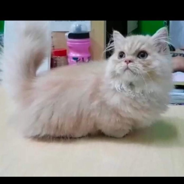 Jual Unik onderdil kucing munchkin cebol 3 bulan jantan cream 26SZ2 ...