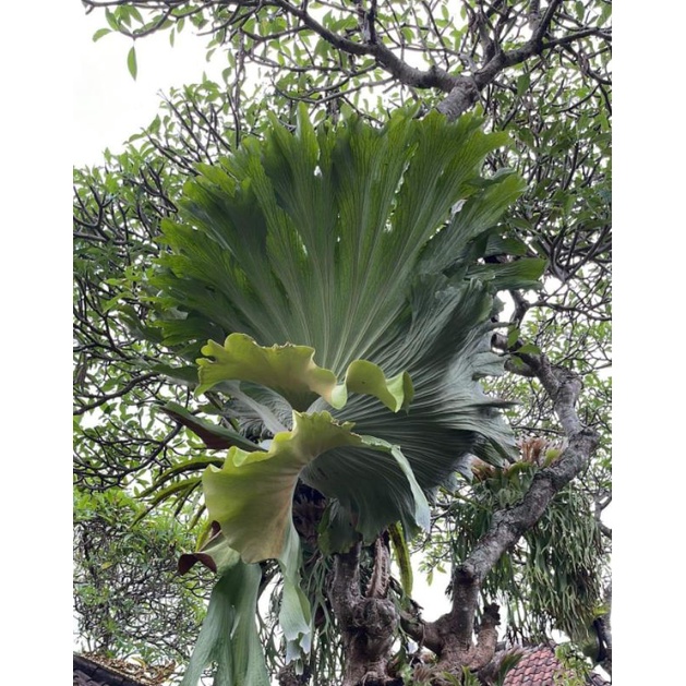 Jual Platycerium Wandae Papua | Shopee Indonesia