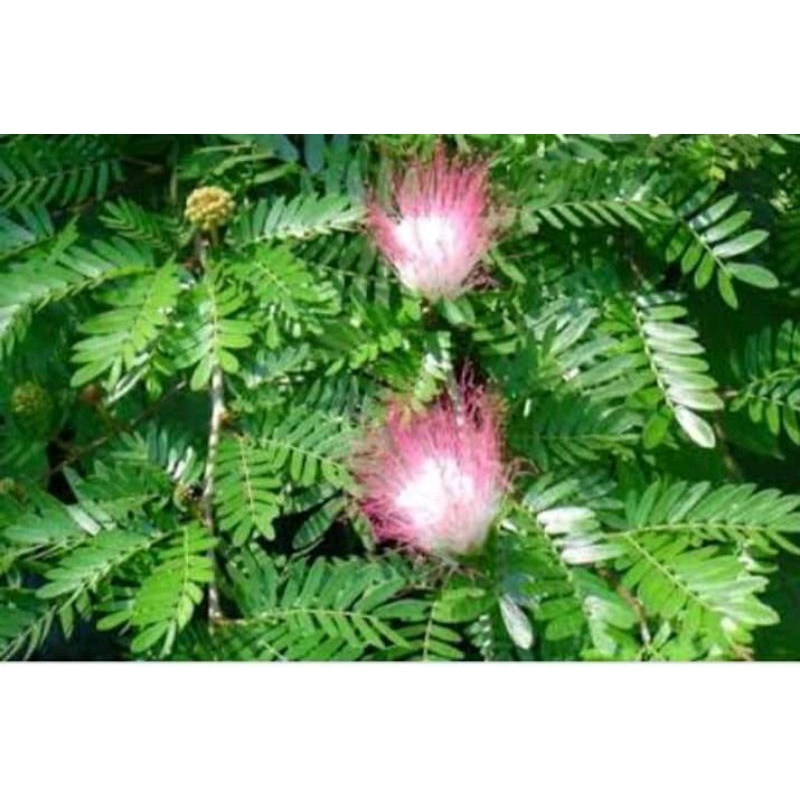 Jual Kaliandra surinamesis tanaman hias dan juga vegetasi lebah madu ...