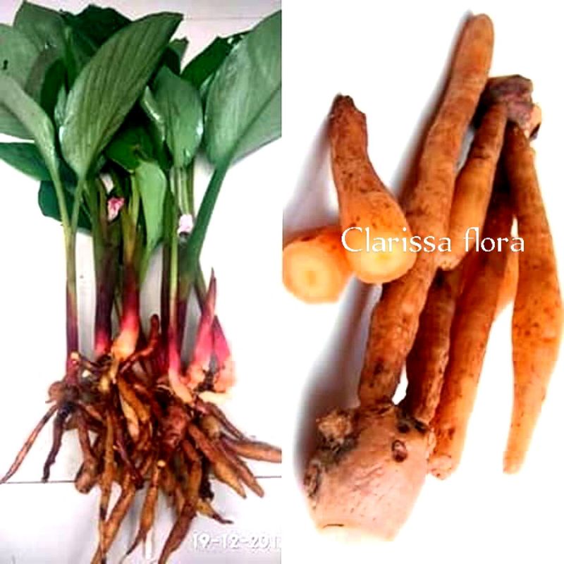 Jual Tanaman pohon temu kunci / tanaman herbal temu kunci | Shopee ... Jual Tanaman pohon temu kunci / tanaman herbal temu kunci | Shopee ...