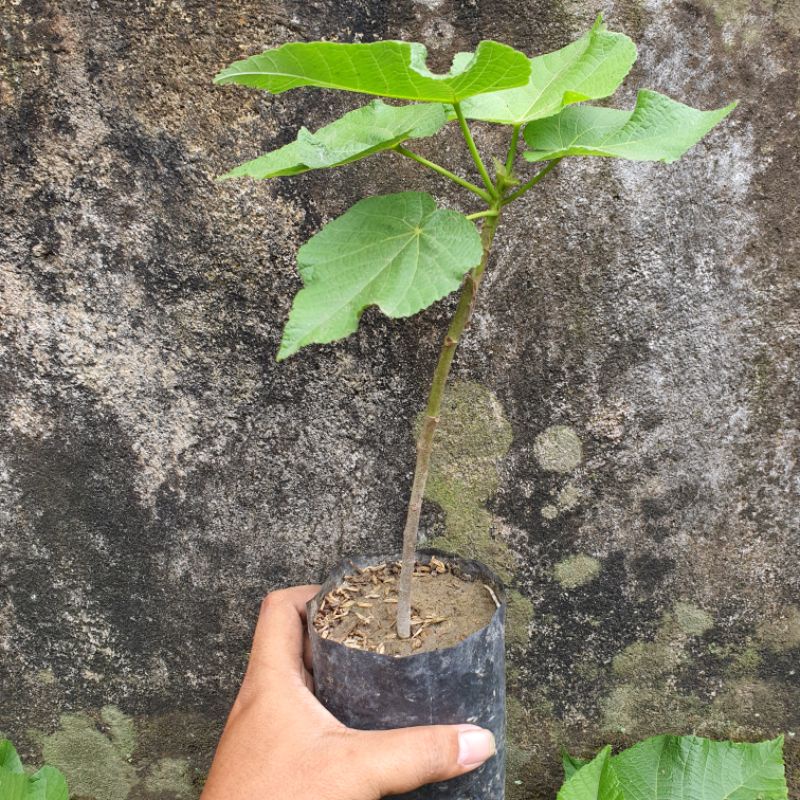 Jual Bibit Bunga Dombeya Seminole Vegetasi Untuk Trigona Atau Klanceng